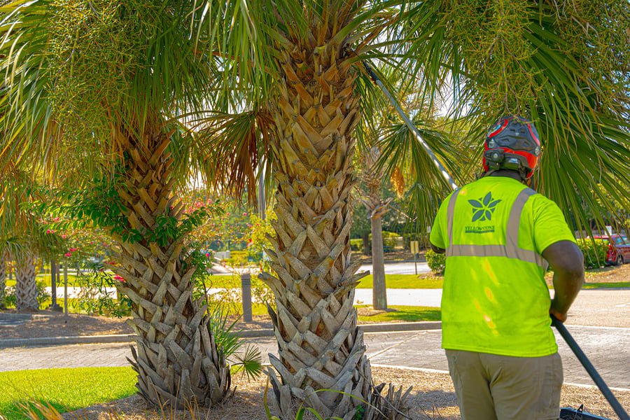 What is an Arborist?