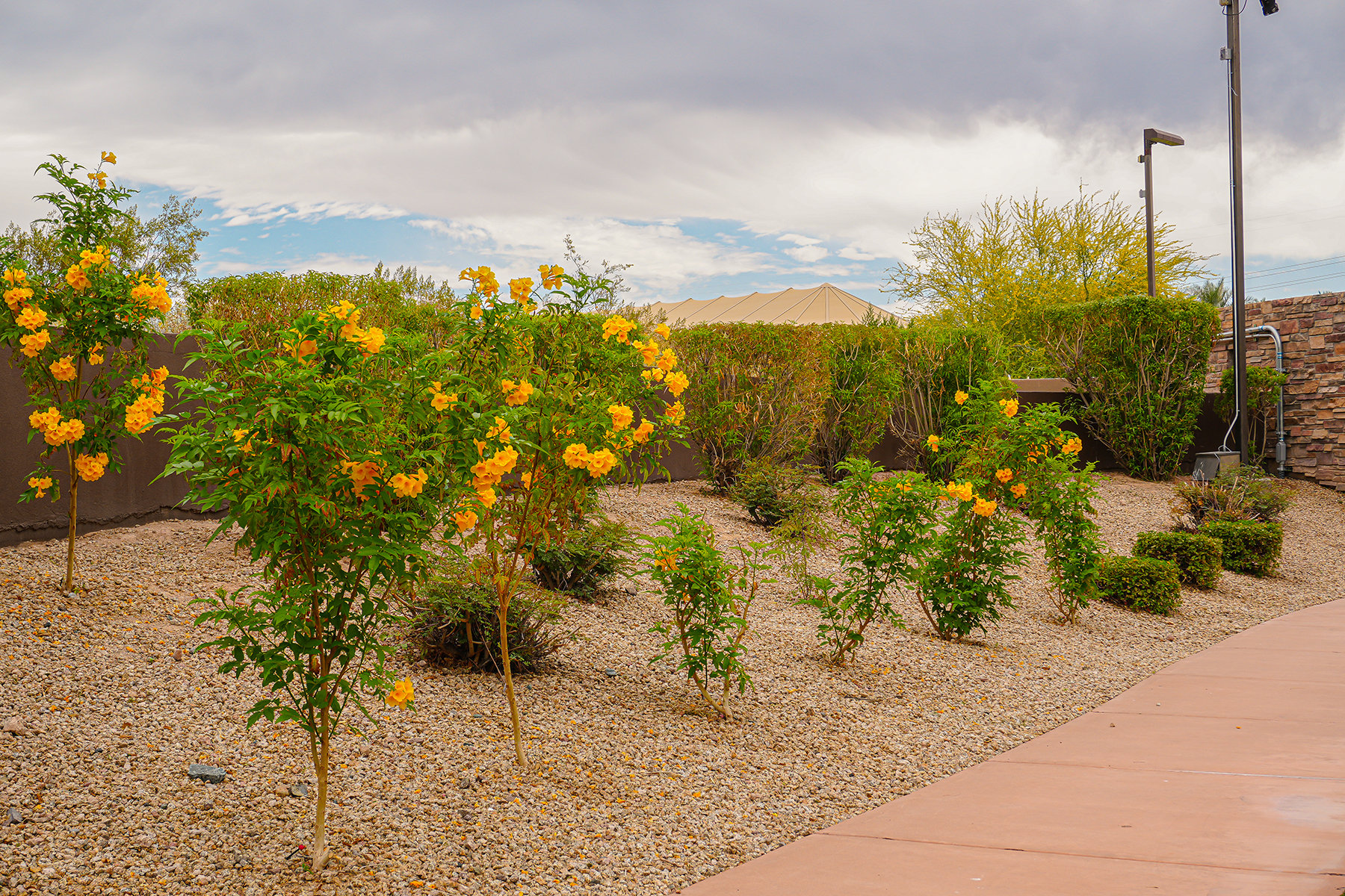 Professional Landscape Maintenance in Phoenix, AZ | Yellowstone