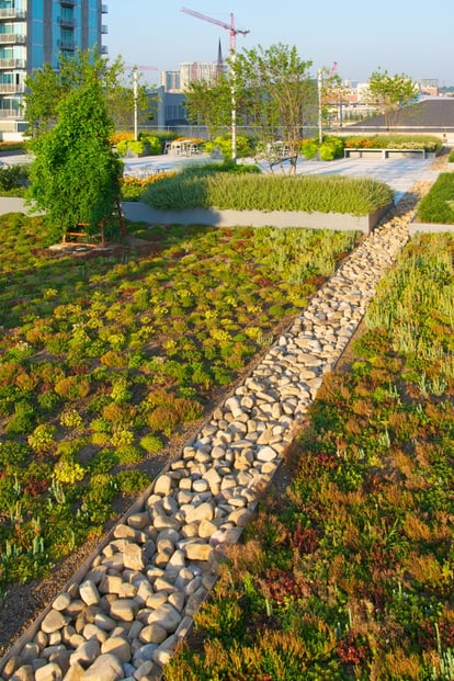 3 Key Steps to Creating the Perfect Xeriscape