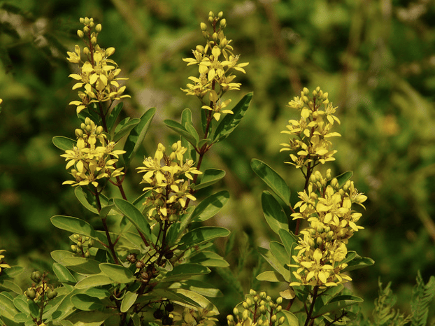 The 11 Best Native Plants to Include in Your Austin Sustainable ...