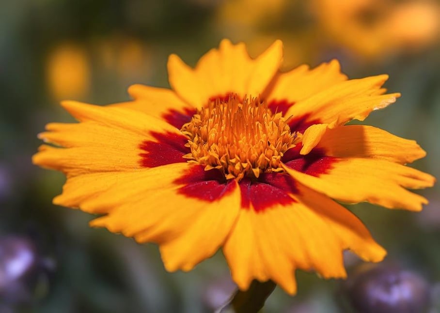 Top 5 Fall Flowers to Plant in the South
