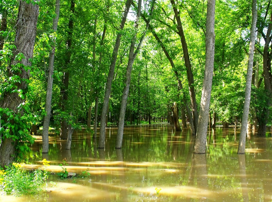 The Effects of Standing Water and Flooding on Trees and Landscape Plants