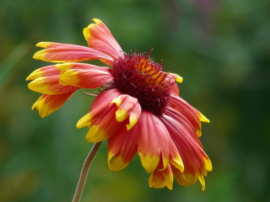 Top 5 Fall Flowers to Plant in the South