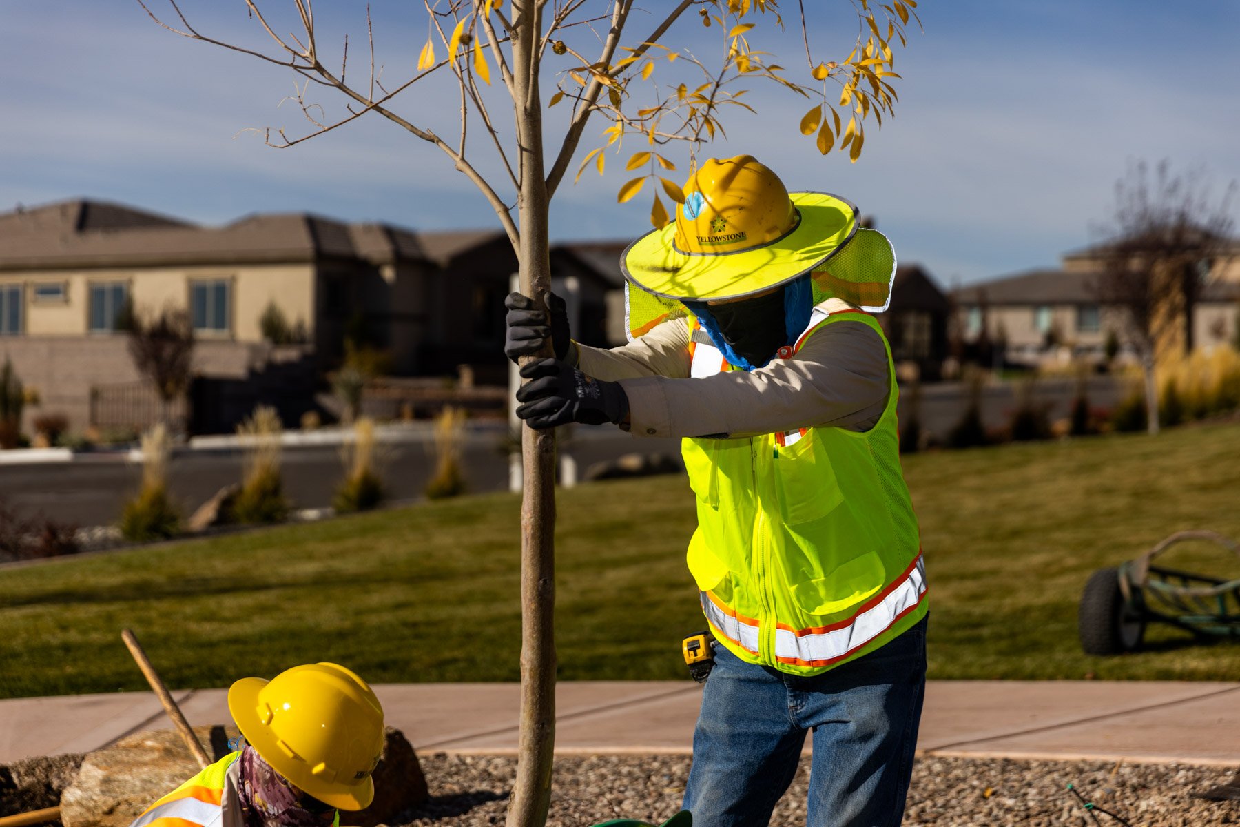 Beyond The Basics of Commercial Tree Care