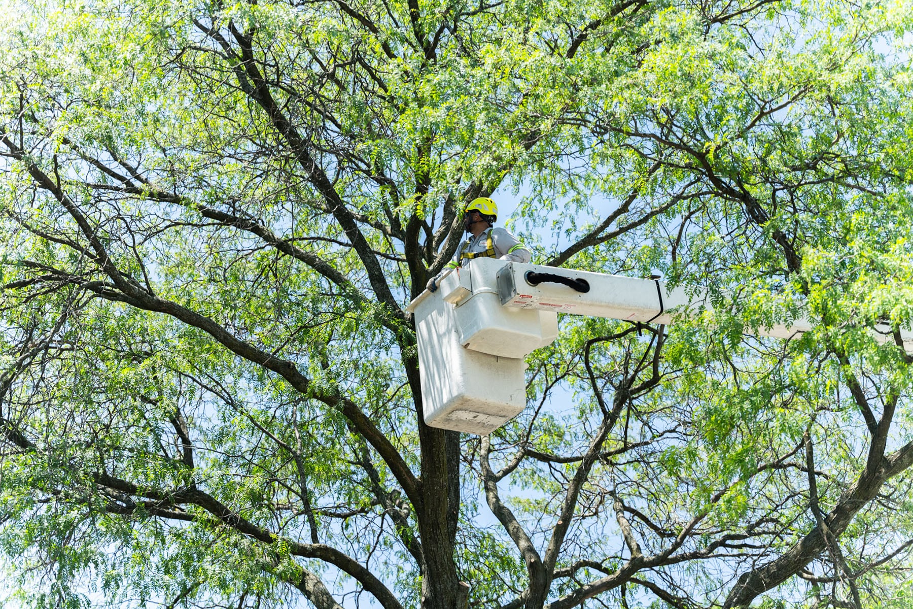 What is an Arborist?