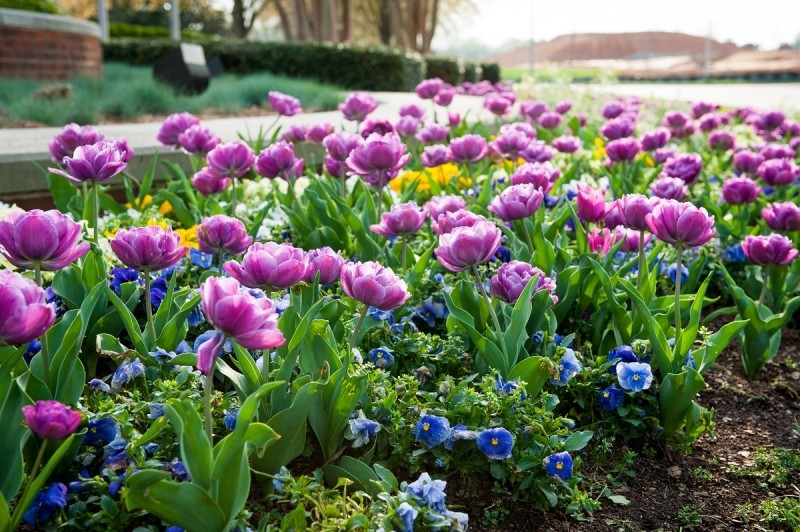 First of the Year Landscaping Tips