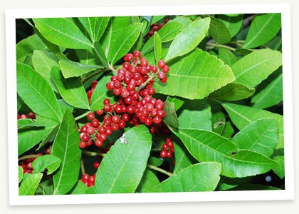 Invasive Alert!!! Keep Watch for Brazilian Pepper Tree