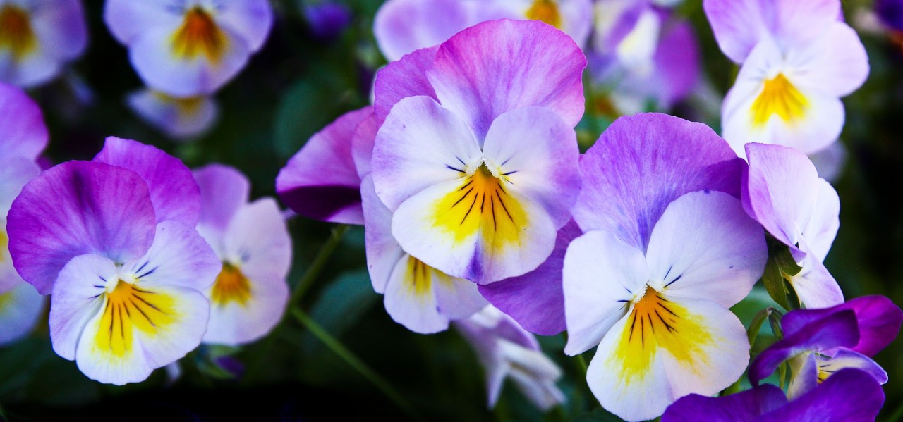 secrets-of-an-effective-hoa-landscape-maintenance-committee