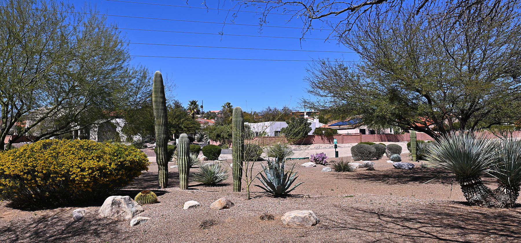 Professional Commercial Landscaping Services in Tucson, AZ ...
